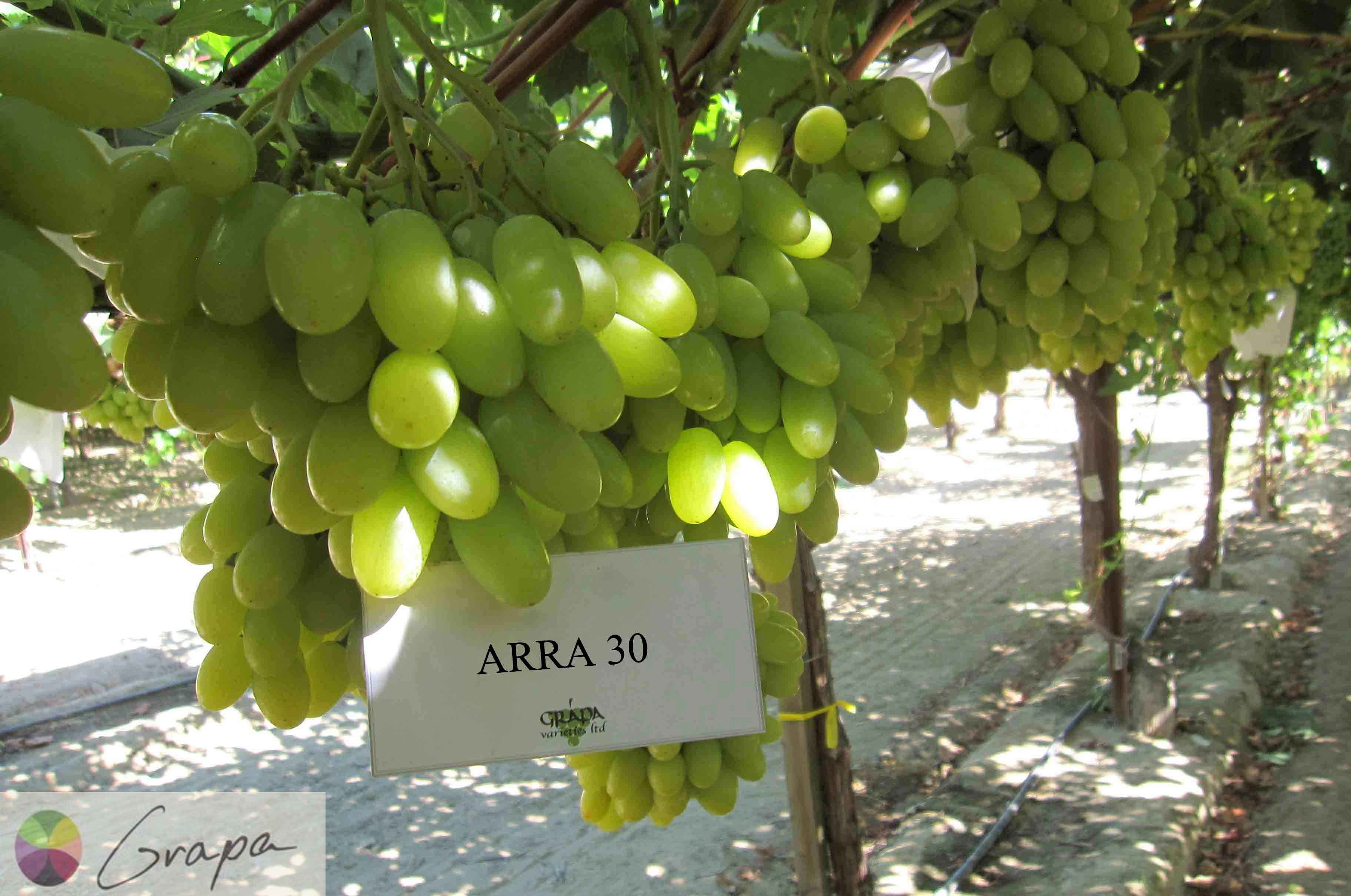 ARRA 30 | http://grapaes.com/