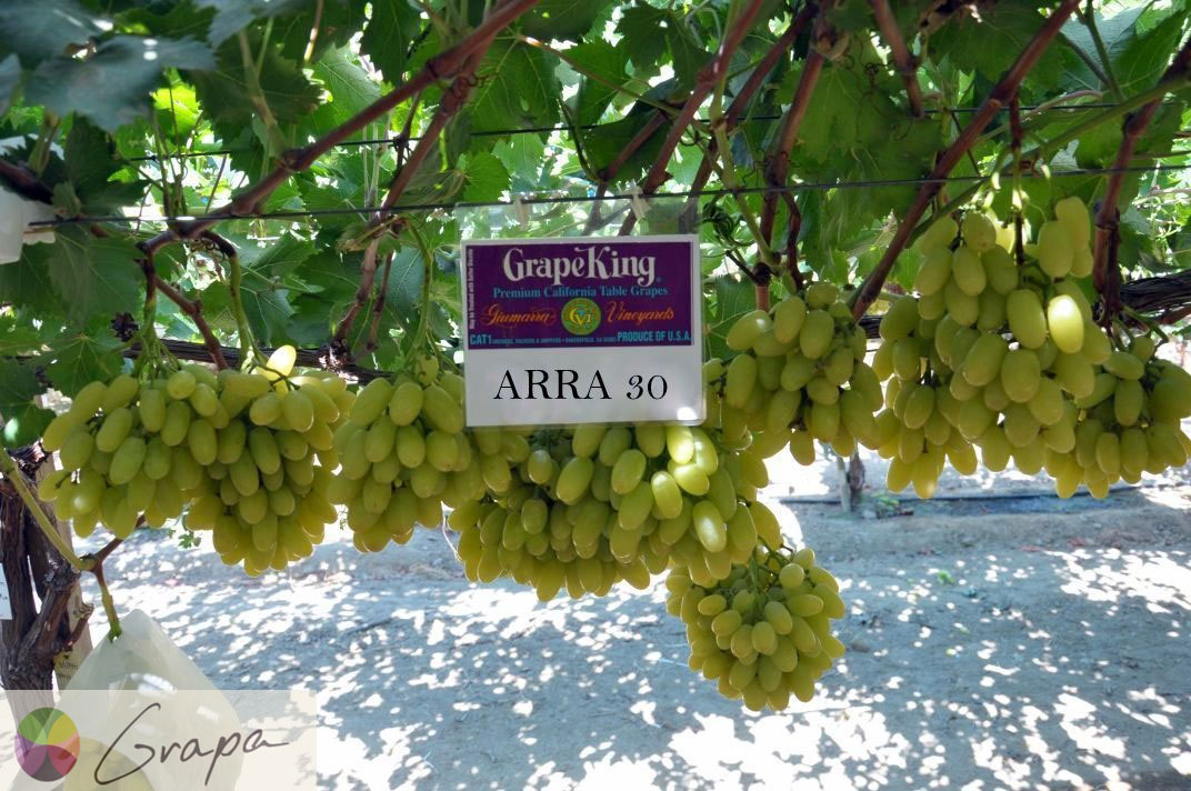 ARRA 30 | http://grapaes.com/