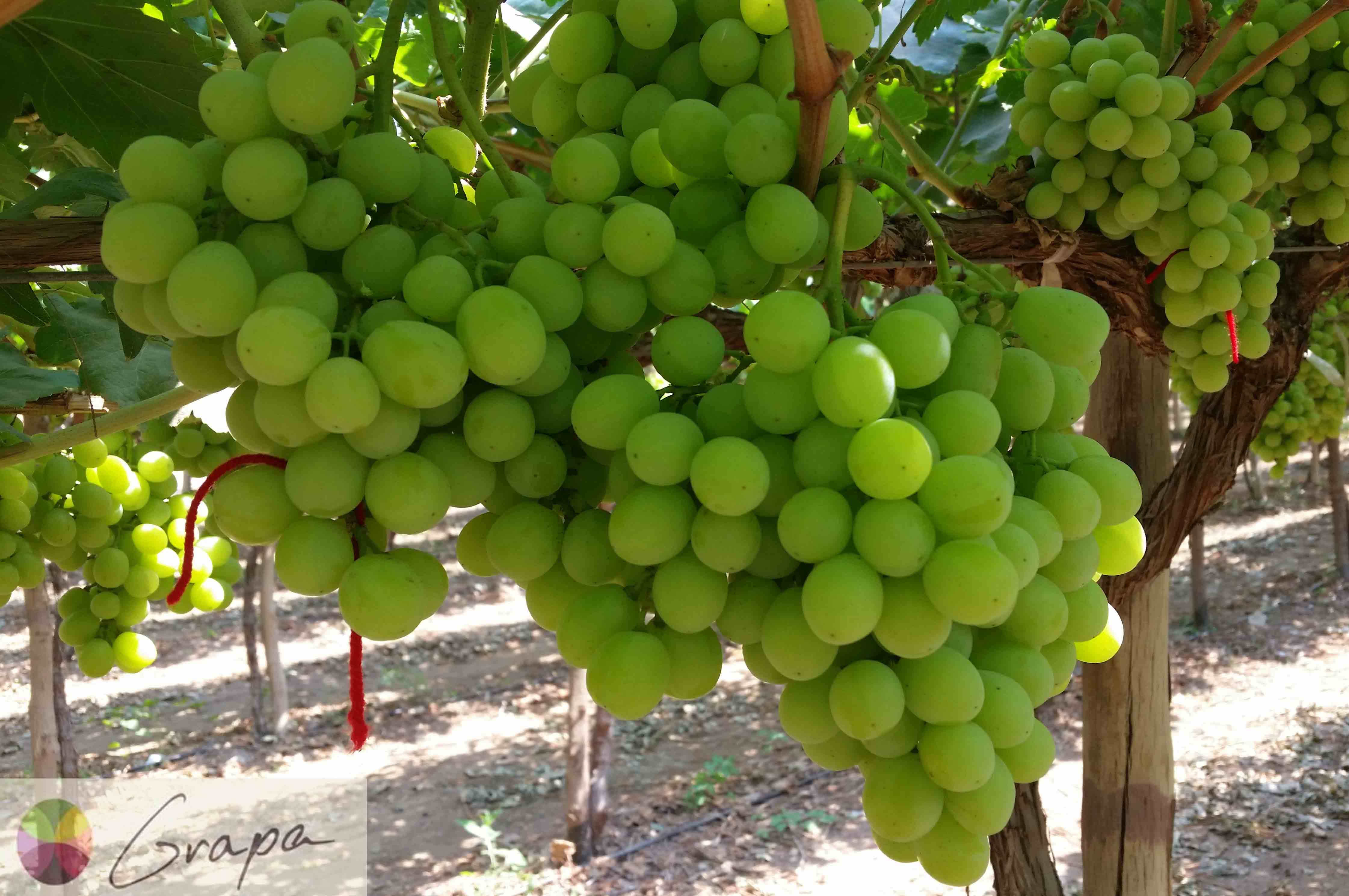 Early Sweet | http://grapaes.com/